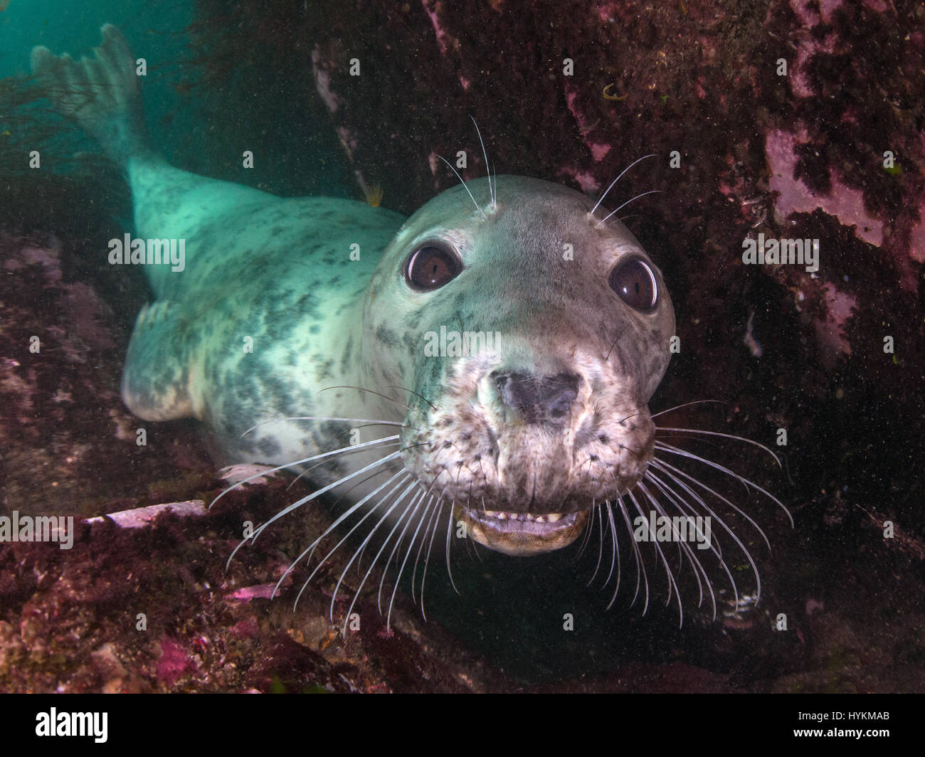 Atlantic grey seals underwater hi-res stock photography and images - Alamy