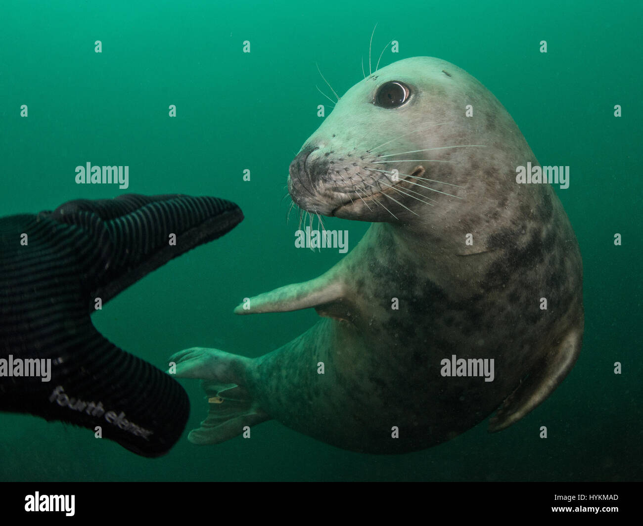 Atlantic grey seals underwater hi-res stock photography and images - Alamy