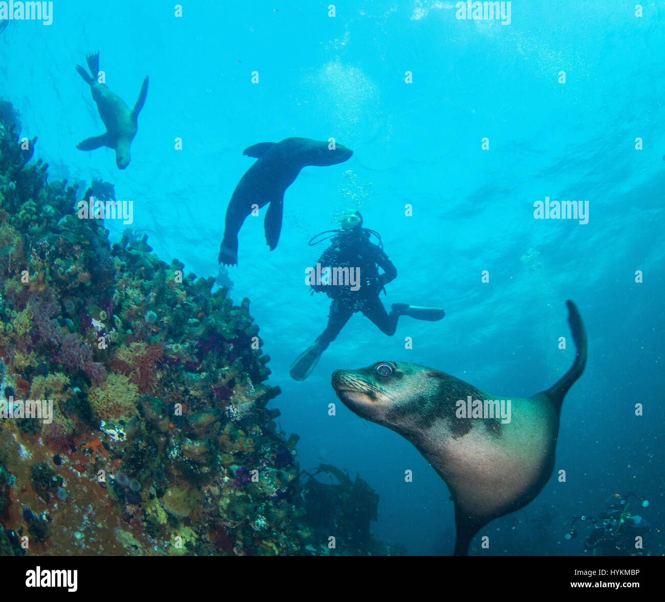 Diver photographer captured in hi-res stock photography and images - Alamy