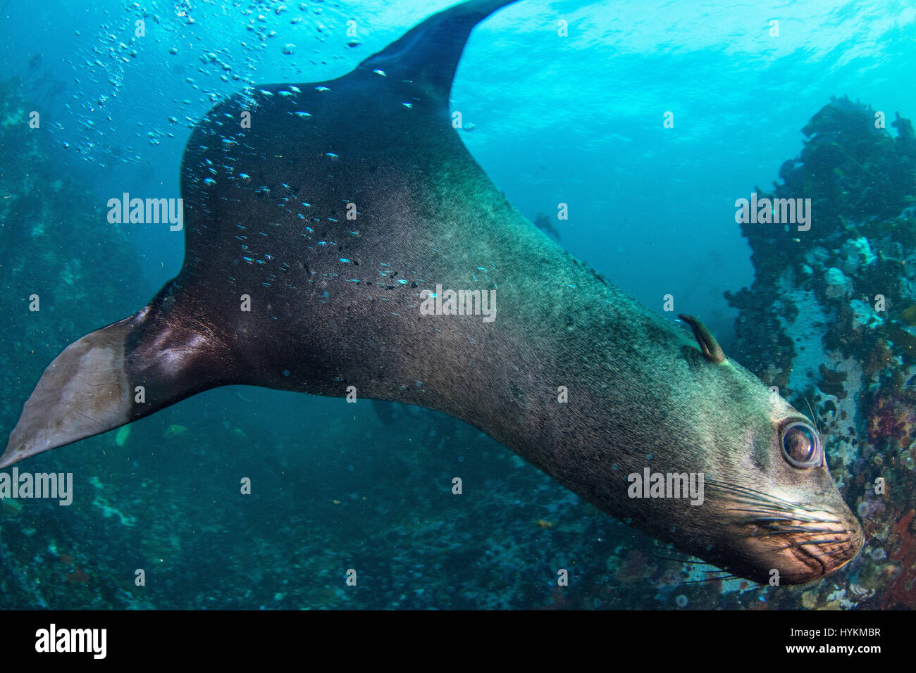 SIMON’S TOWN, SOUTH AFRICA: ONE PLAYFUL seal was enjoying itself so ...