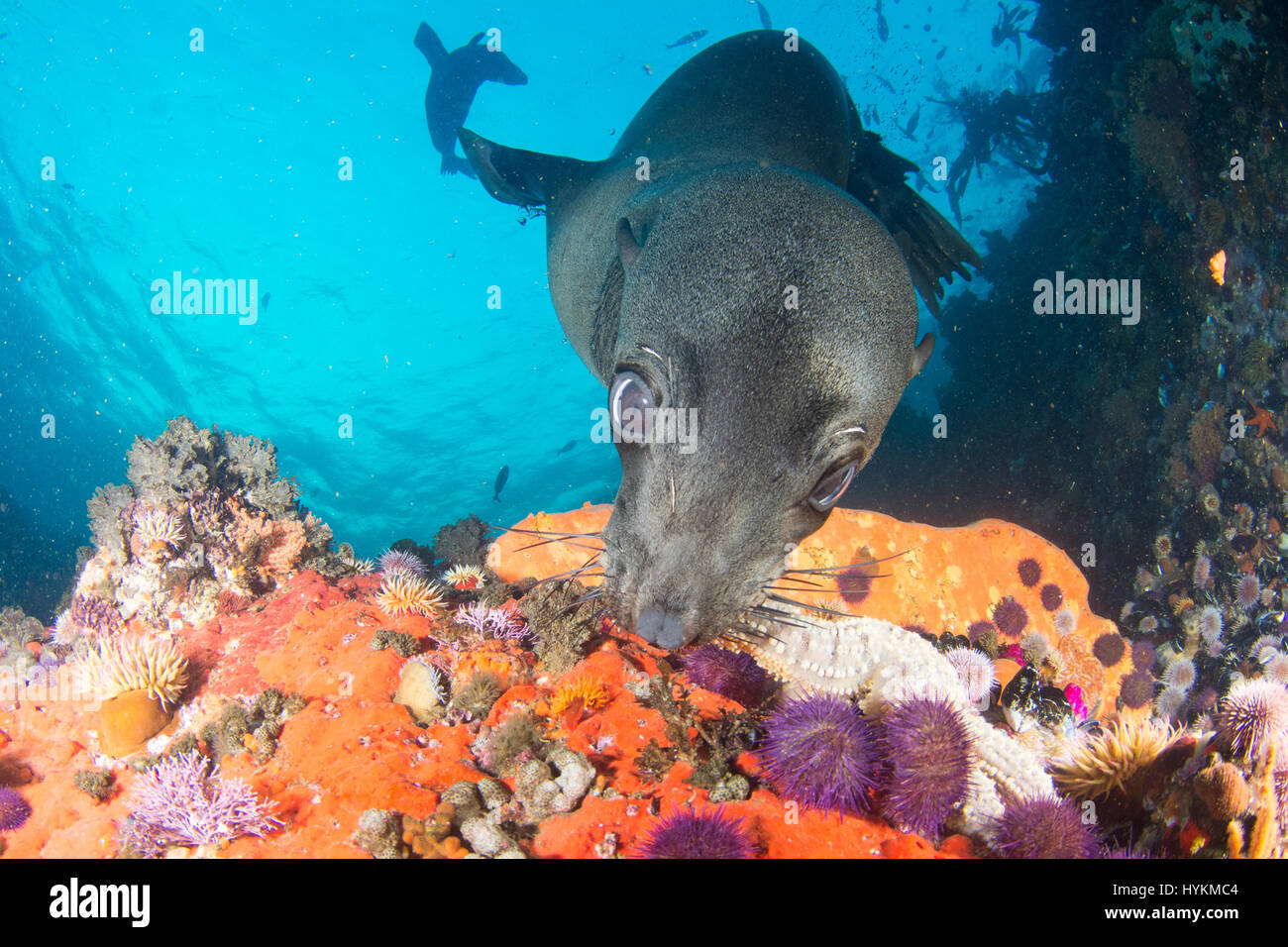 Seal like hi-res stock photography and images - Alamy