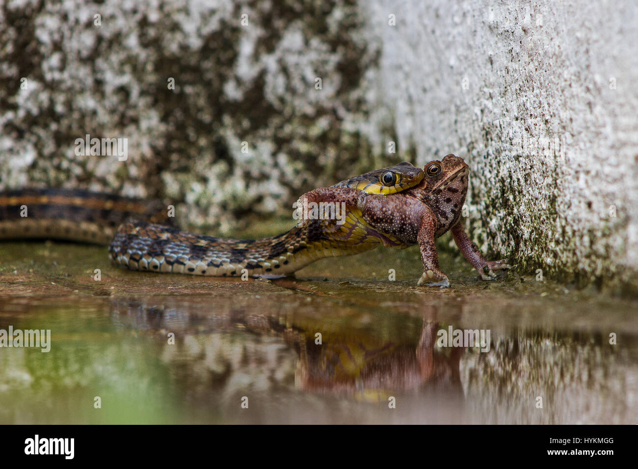 DAANG FOREST, INDIA: THIS SNAKE certainly had a frog in its throat as ...