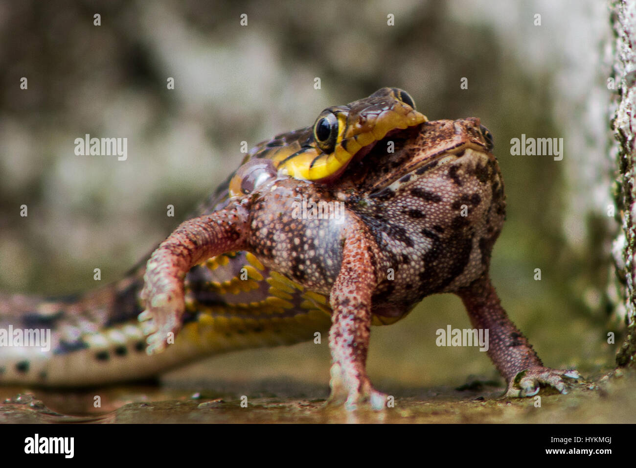 Striped burrowing frog hi-res stock photography and images - Alamy