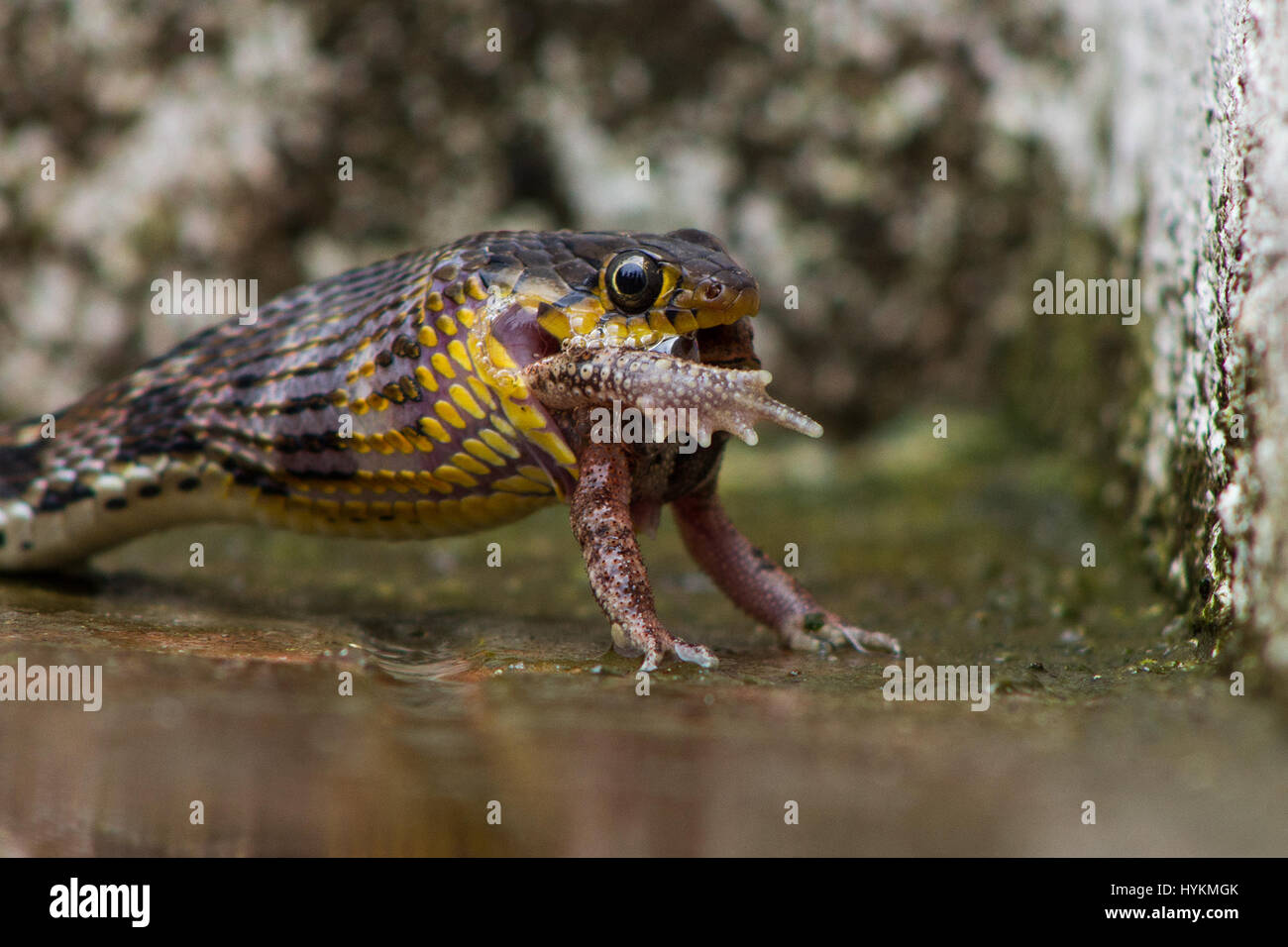 DAANG FOREST, INDIA: THIS SNAKE certainly had a frog in its throat as ...