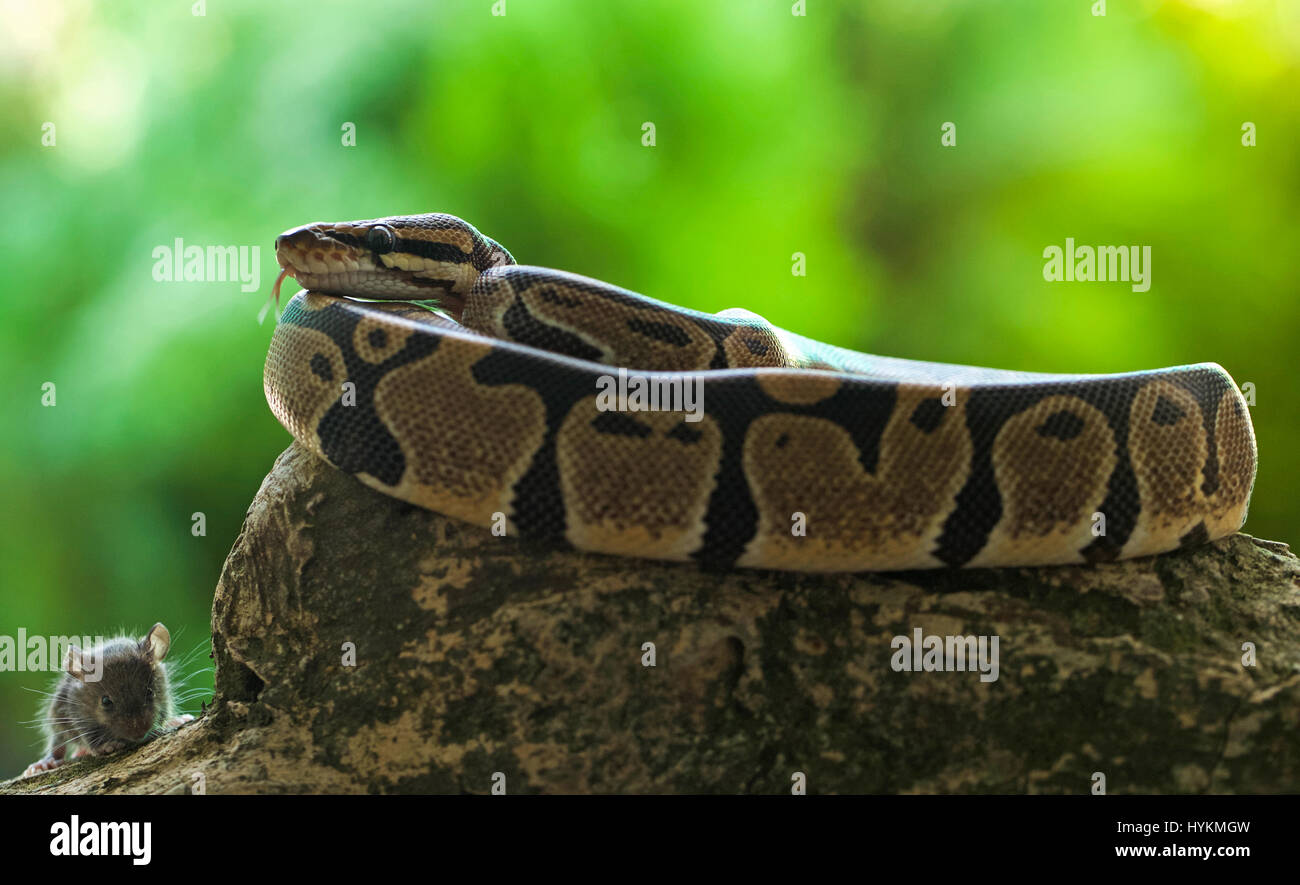 JAKARTA, INDONESIA: THE FINAL moment an unlucky mouse looked into the ...