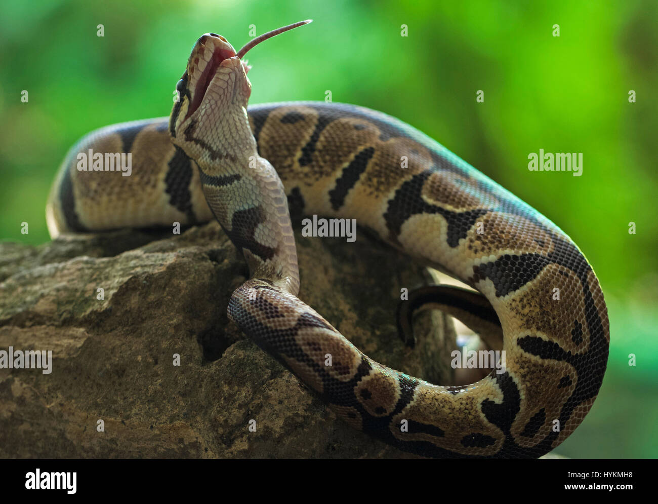 JAKARTA, INDONESIA: THE FINAL moment an unlucky mouse looked into the ...