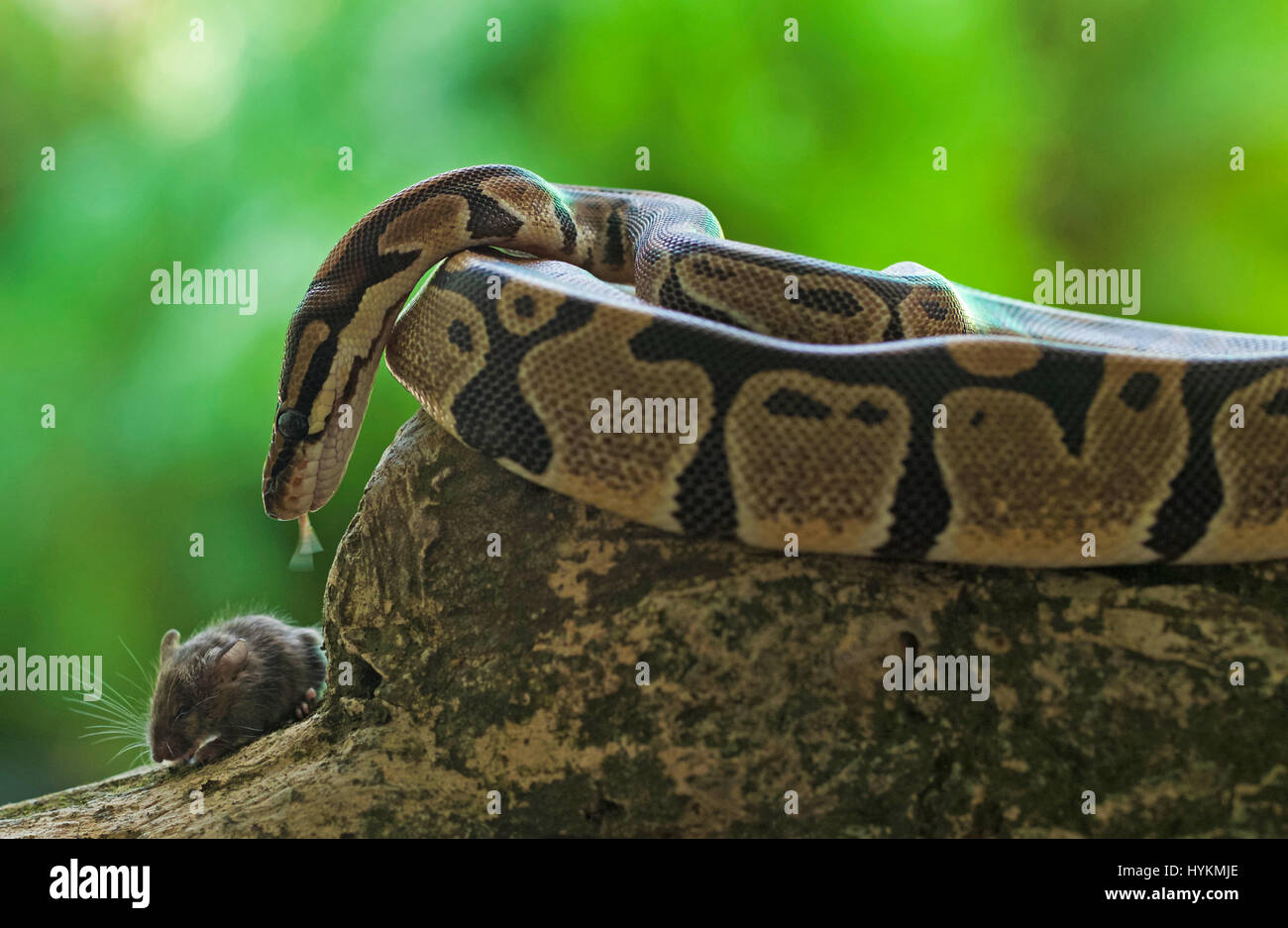 JAKARTA, INDONESIA: THE FINAL moment an unlucky mouse looked into the ...