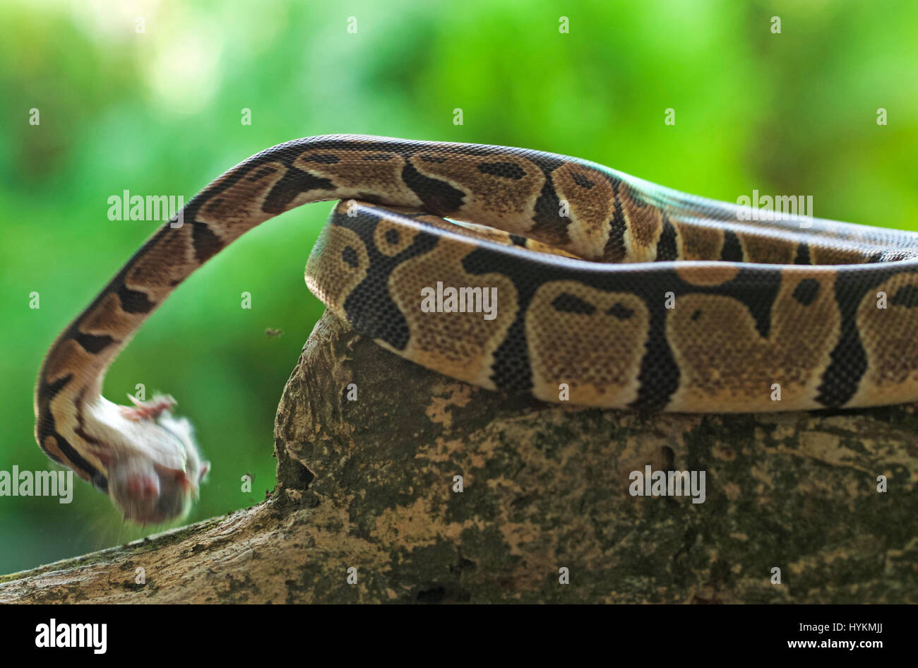 Swallowed by the jungle hi-res stock photography and images - Alamy