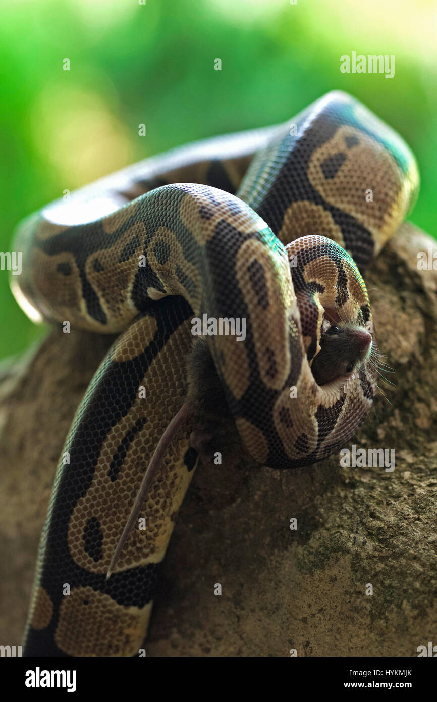 JAKARTA, INDONESIA: THE FINAL moment an unlucky mouse looked into the ...