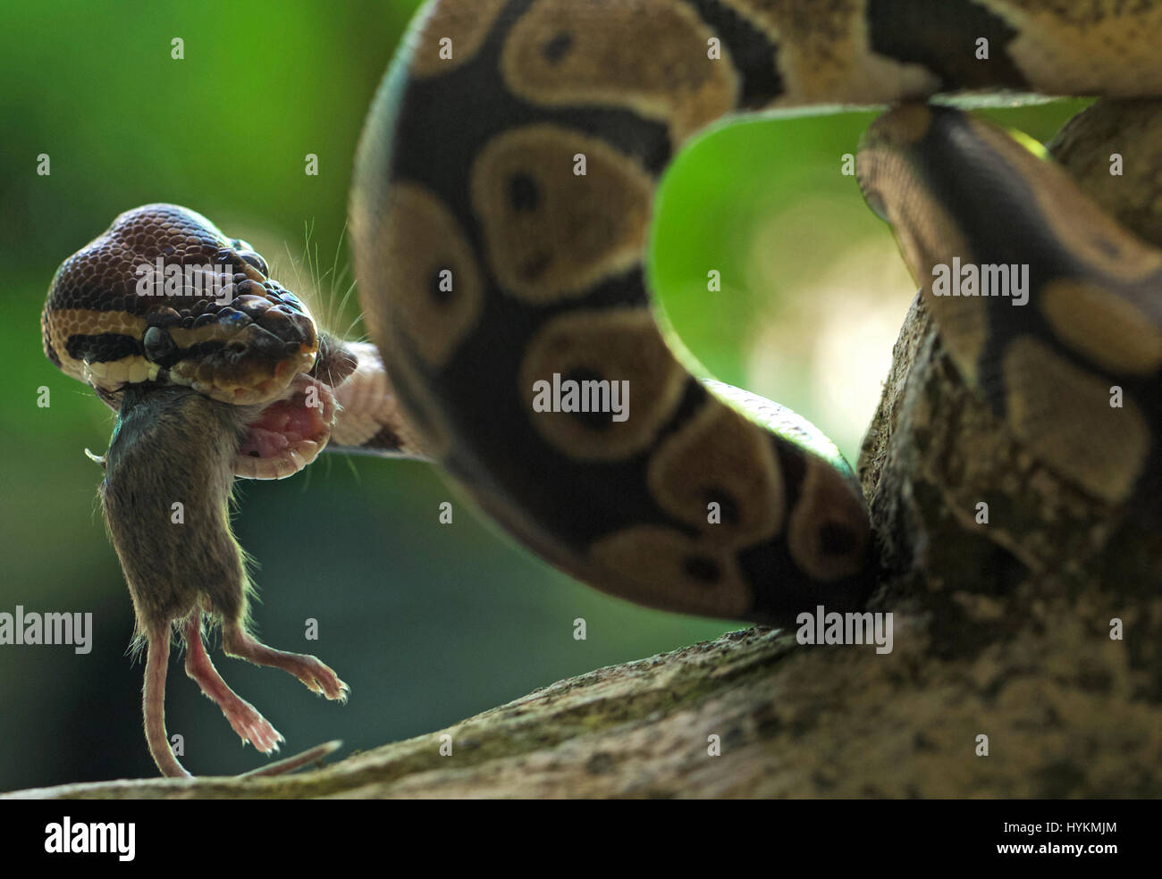 Swallow a mouse hi-res stock photography and images - Alamy