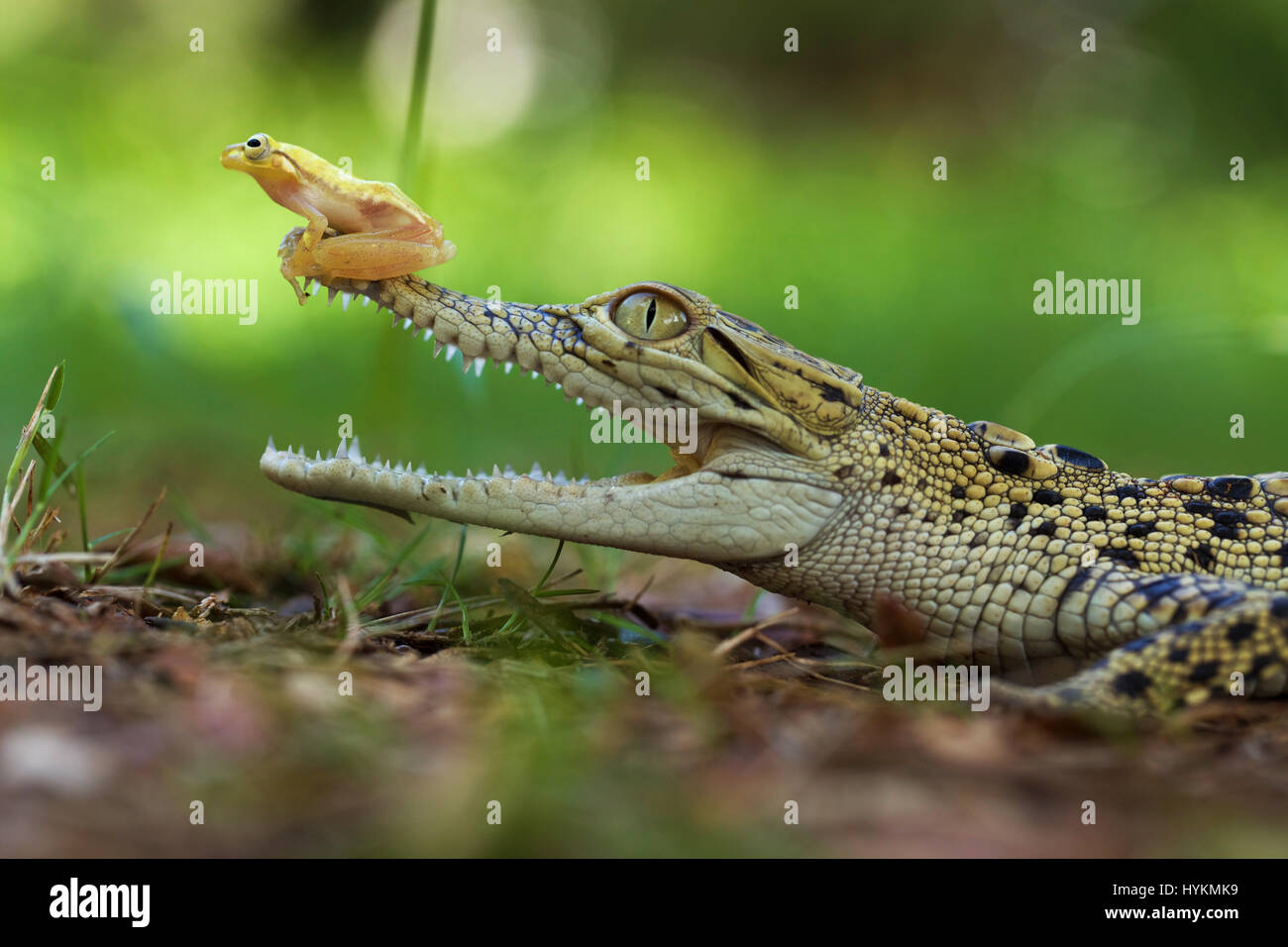 JAKARTA, INDONESIA: A FOOLHARDY frog has been snapped unwittingly ...