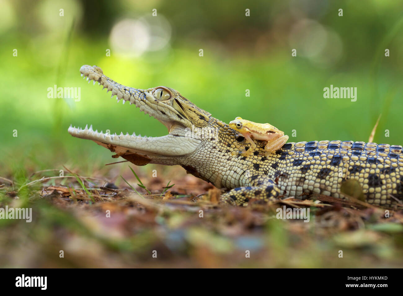 JAKARTA, INDONESIA: A FOOLHARDY frog has been snapped unwittingly ...