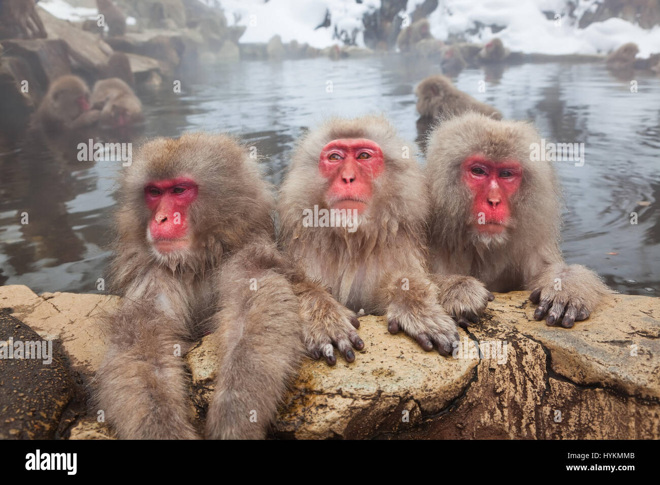NAGANO, JAPAN: THIS group of 200 monkeys and their babies captured by a ...