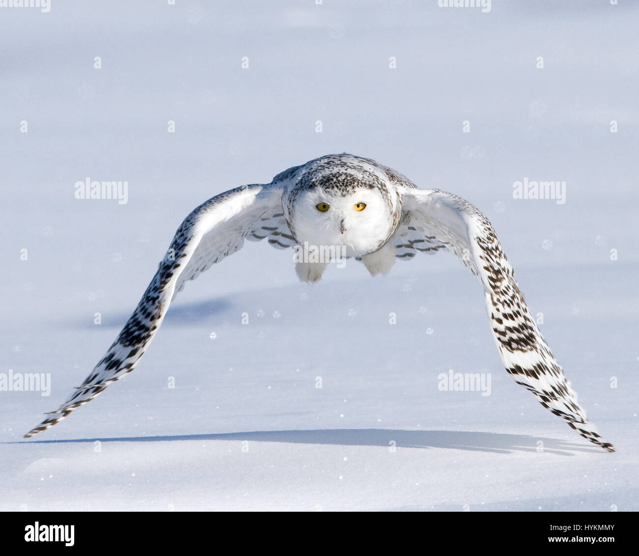 QUEBEC, CANADA: AN UNSUSPECTING mouse has fallen victim to a silent but ...