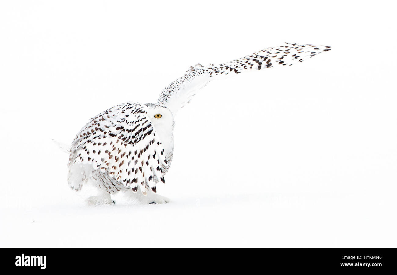 Camouflage predator Cut Out Stock Images & Pictures - Alamy