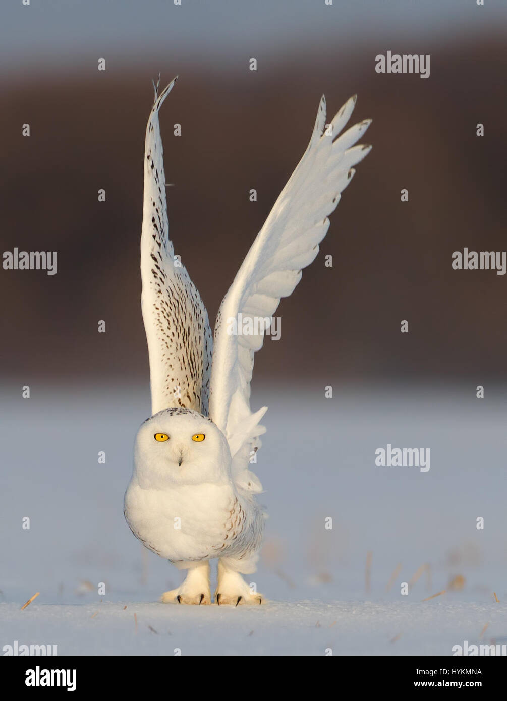 QUEBEC, CANADA: AN UNSUSPECTING mouse has fallen victim to a silent but ...