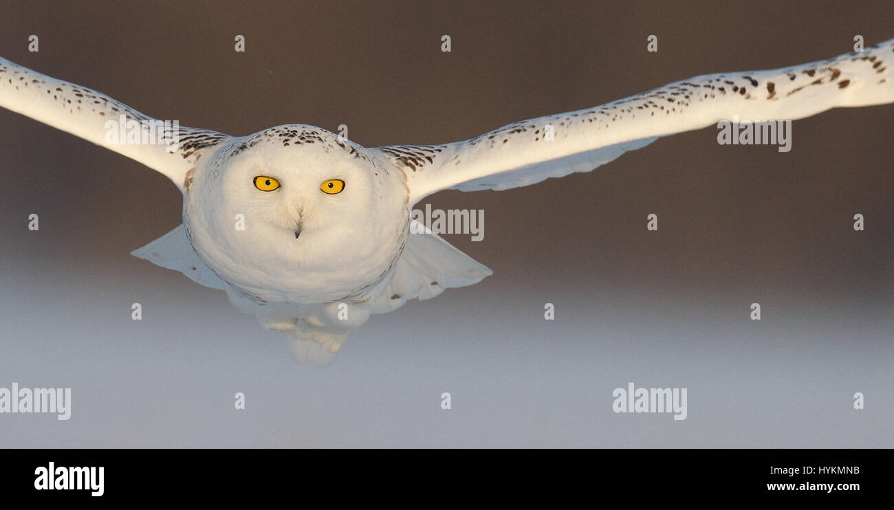 QUEBEC, CANADA: AN UNSUSPECTING mouse has fallen victim to a silent but ...