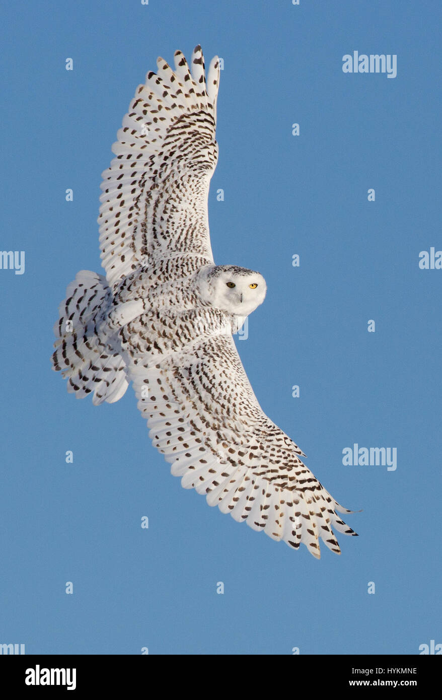 Silent assassin hi-res stock photography and images - Alamy