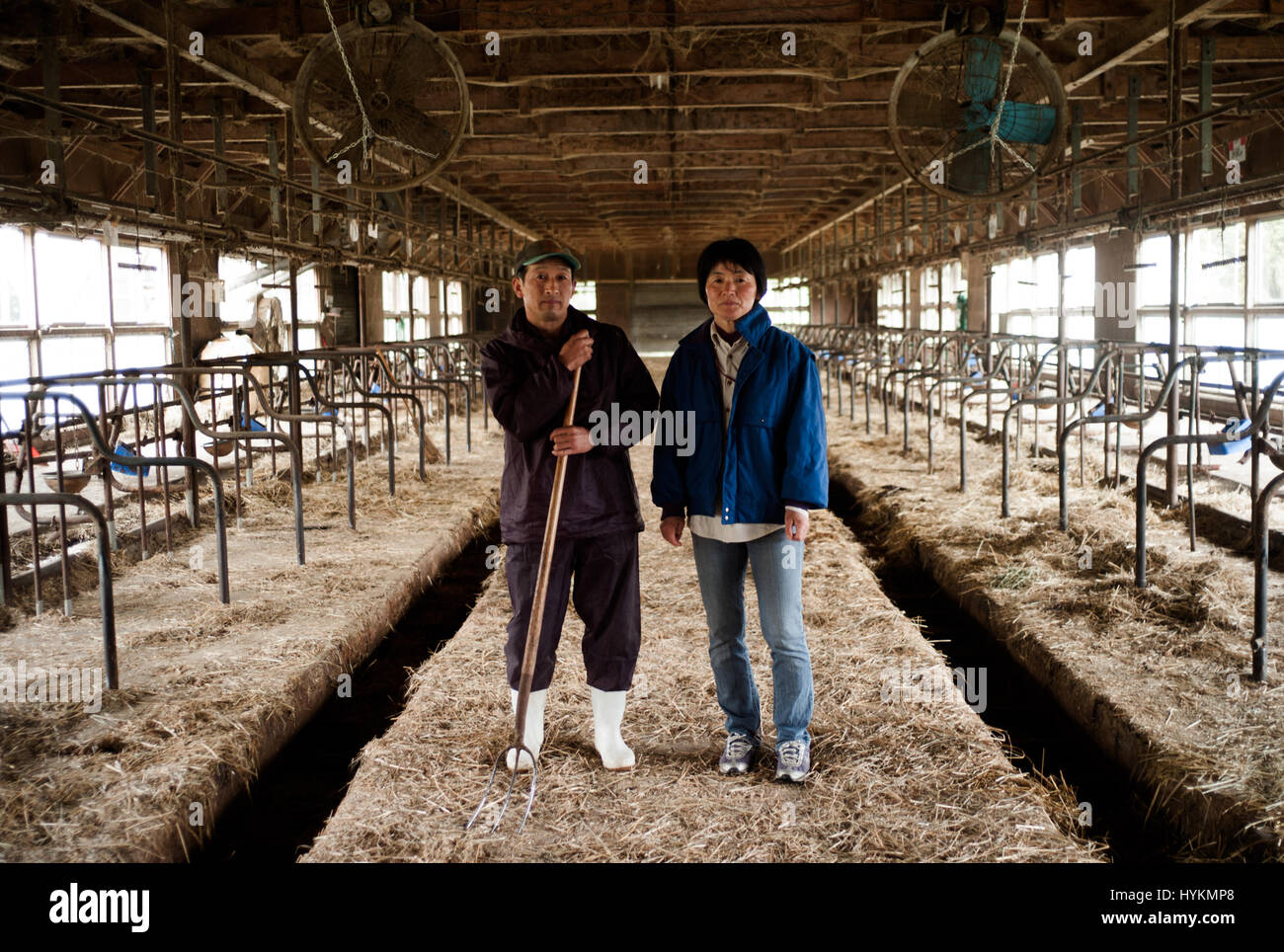 Cows leak hi-res stock photography and images - Alamy