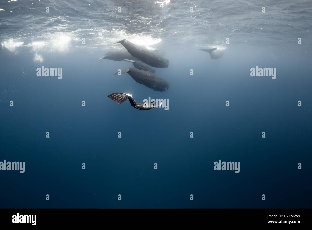 Touching a whale hi-res stock photography and images - Alamy