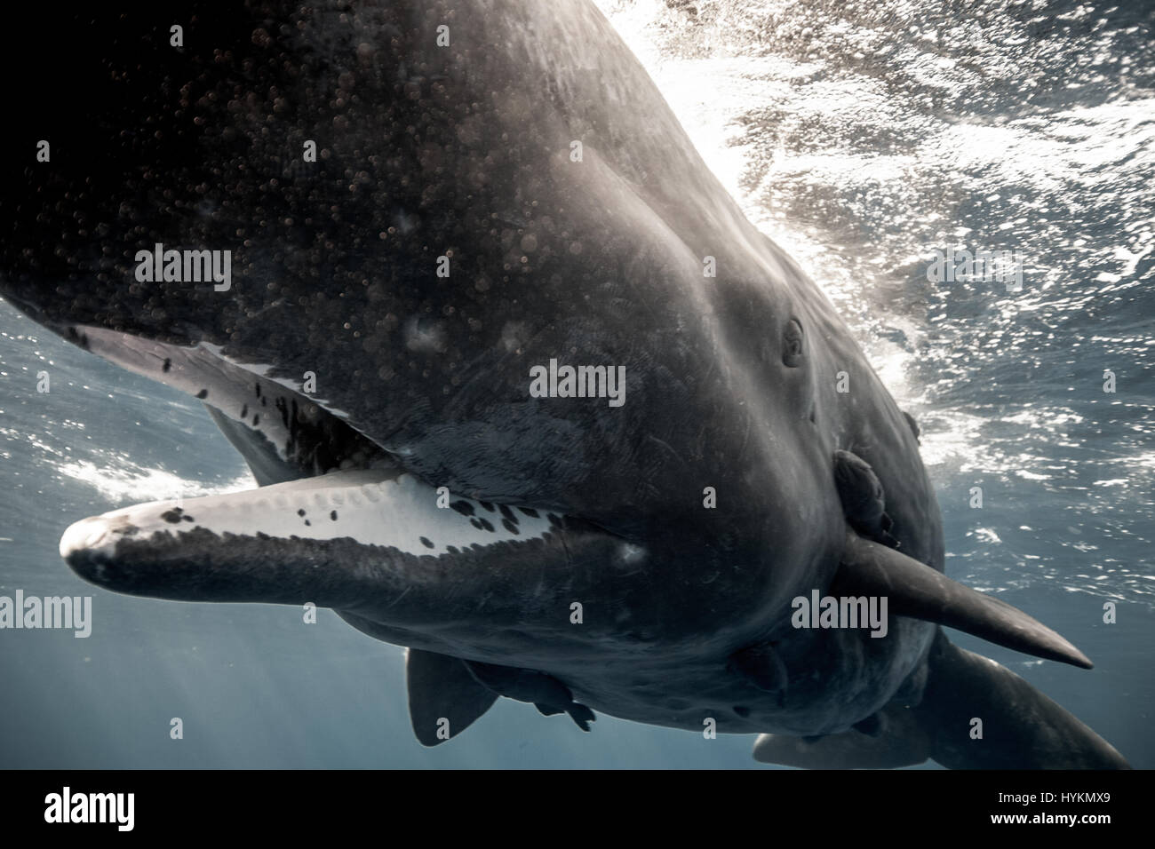 CAPTIVIATING photographs of a free-diver swimming in perfect unison ...
