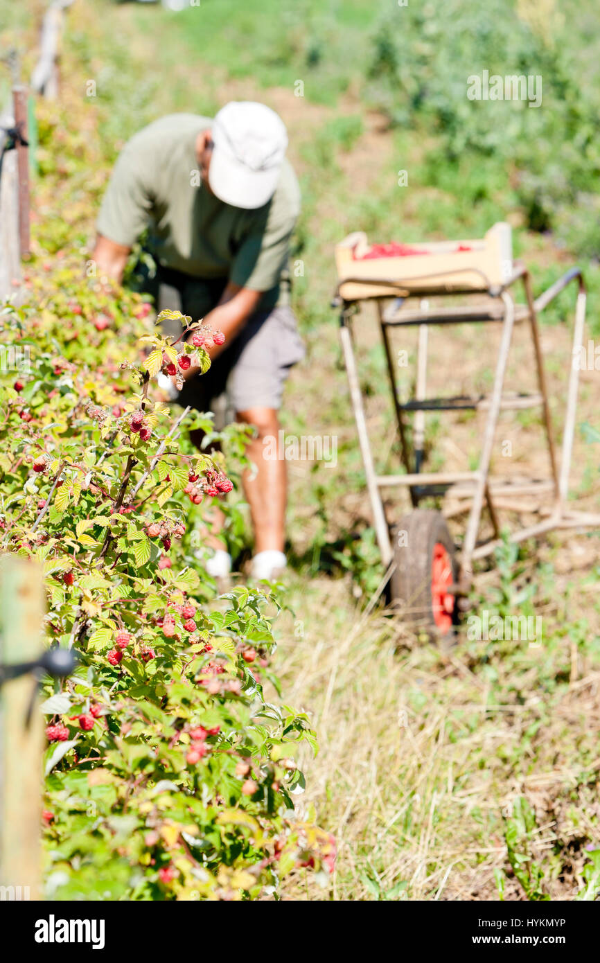 harvest of raspberries, France Stock Photo - Alamy