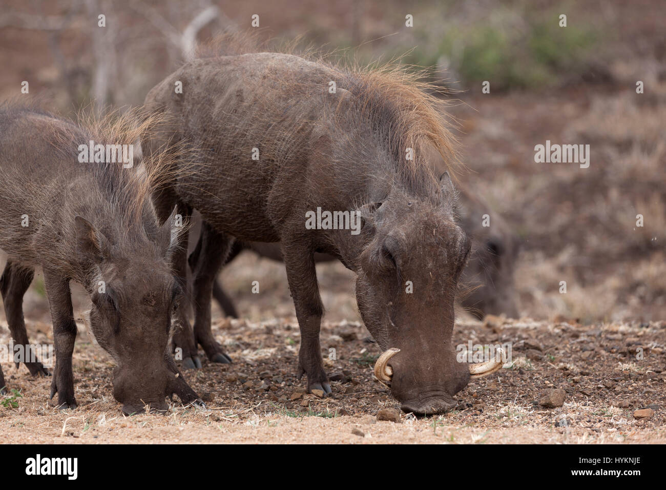 Warthog, Kruger National Park, South Africa Stock Photo - Alamy