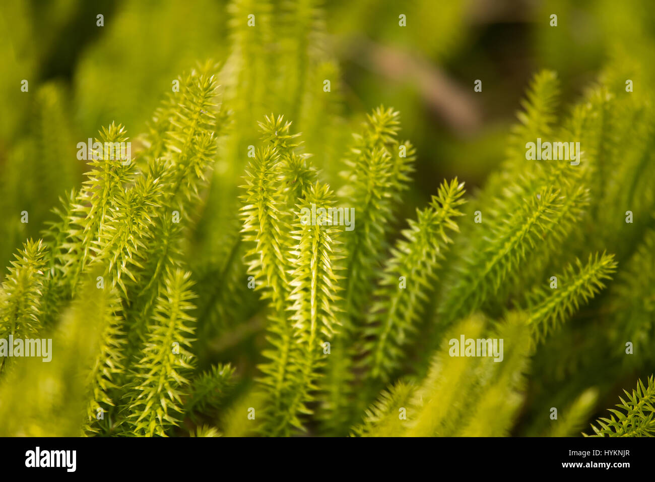 Beautiful, fresh creeping cedars in a natural habitat in early spring ...