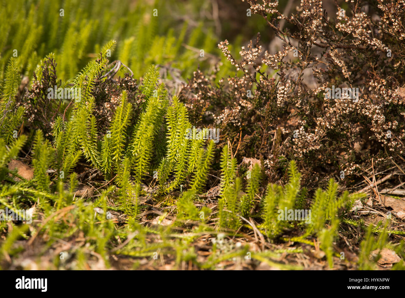 Beautiful, fresh creeping cedars in a natural habitat in early spring ...