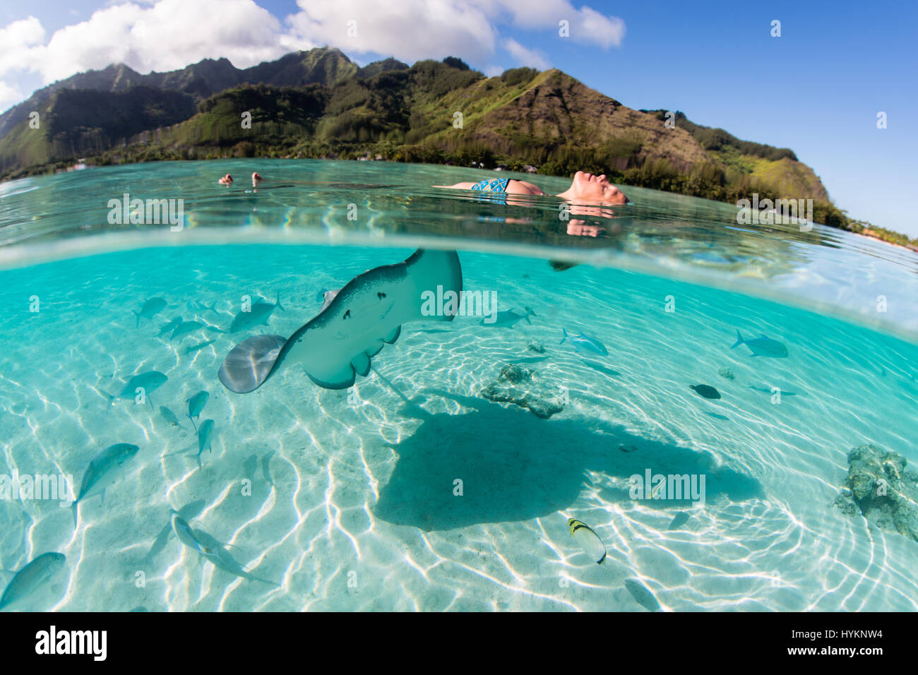 TAHITI, SOUTH PACIFIC: AN INCREDIBLE picture of a poisonous stingray ...