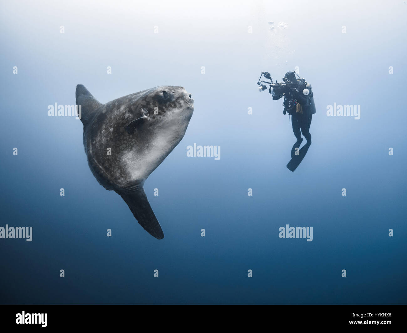 A HUGE ten-foot long ocean sun fish dwarfed a British diver in this ...