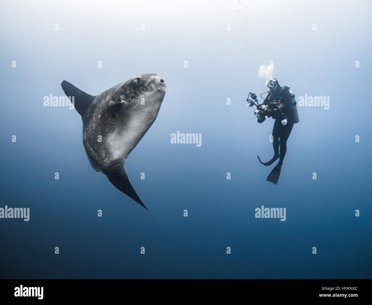 A HUGE ten-foot long ocean sun fish dwarfed a British diver in this ...