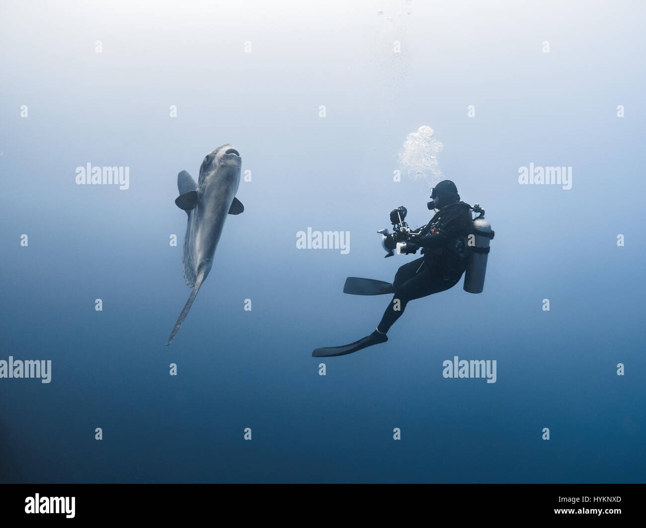 A HUGE ten-foot long ocean sun fish dwarfed a British diver in this ...