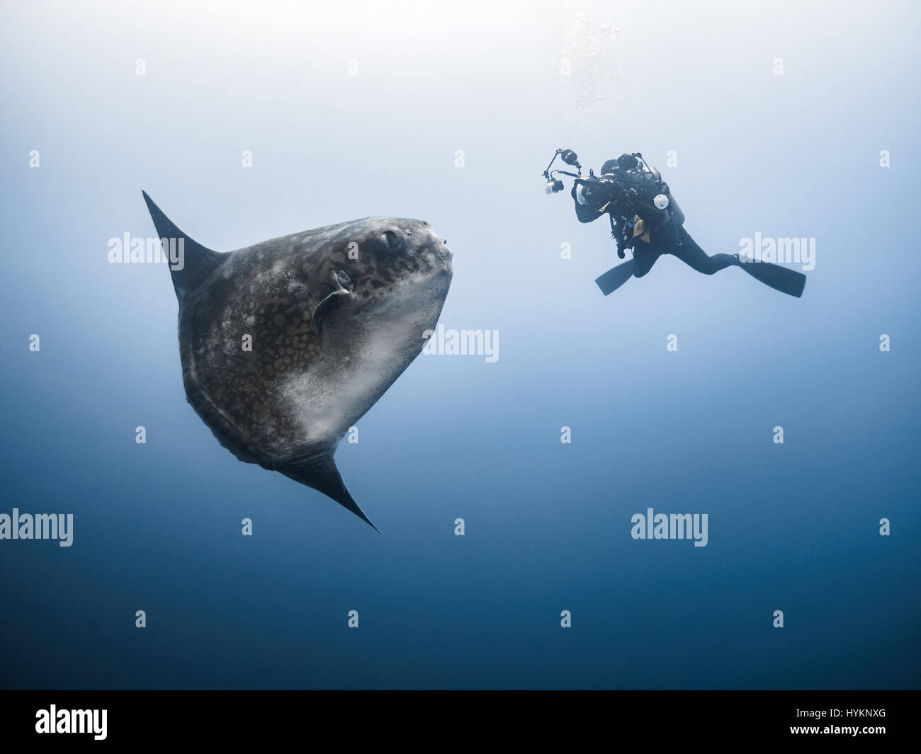 A HUGE ten-foot long ocean sun fish dwarfed a British diver in this ...