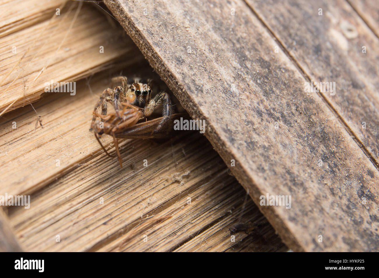 Wood spider hi-res stock photography and images - Alamy