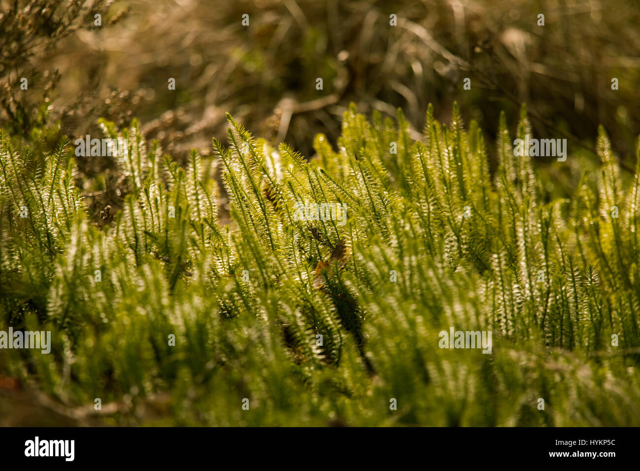 Beautiful, fresh creeping cedars in a natural habitat in early spring ...