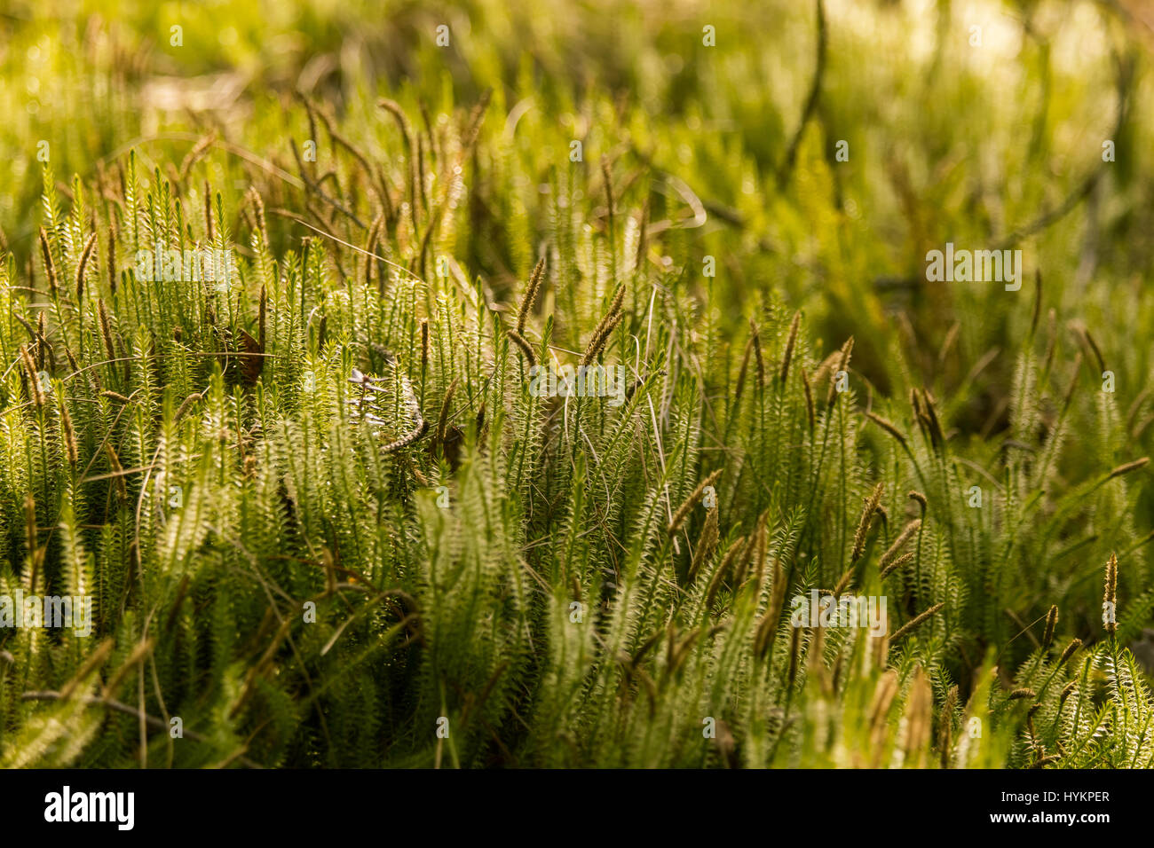 Beautiful, fresh creeping cedars in a natural habitat in early spring ...