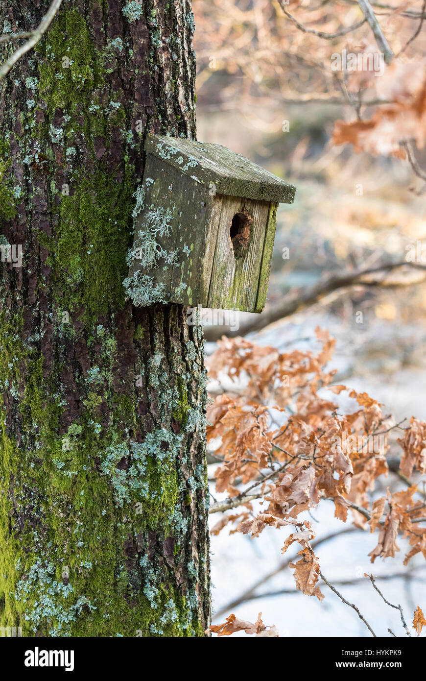 Very old nesting bird box covered in lichen and moss, hanging on a tree ...
