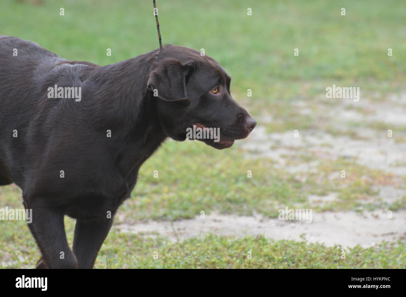 Chocolate lab walking on a leash Stock Photo - Alamy