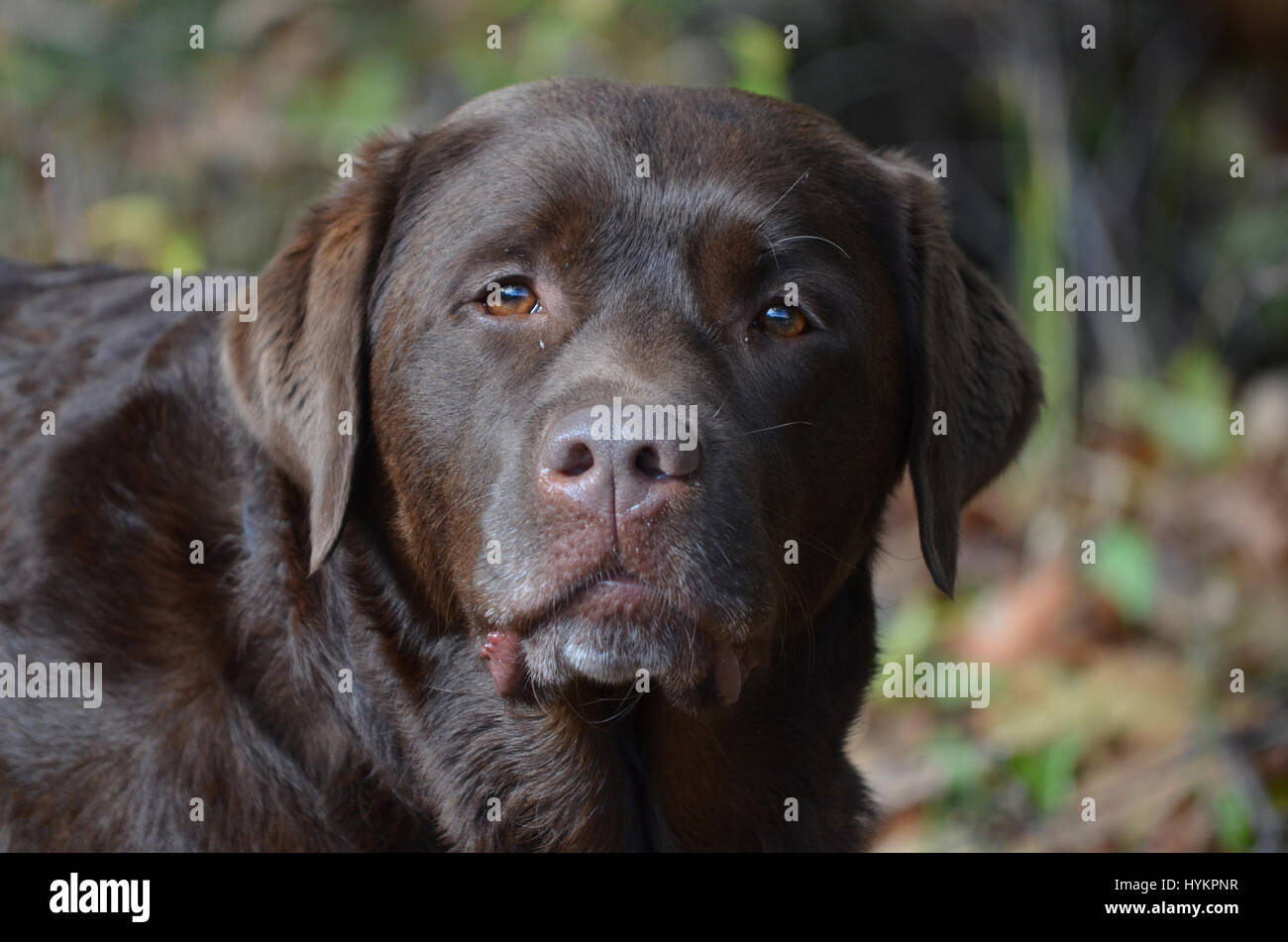 Sweet face of a chocolate labrador retriever pup Stock Photo - Alamy
