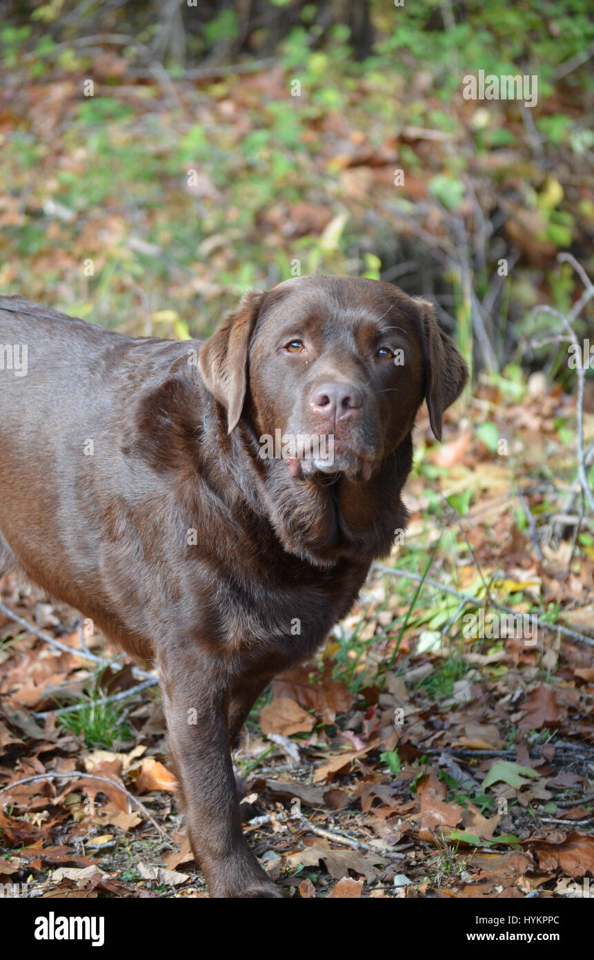 Chocolate lab dog in the fall Stock Photo - Alamy