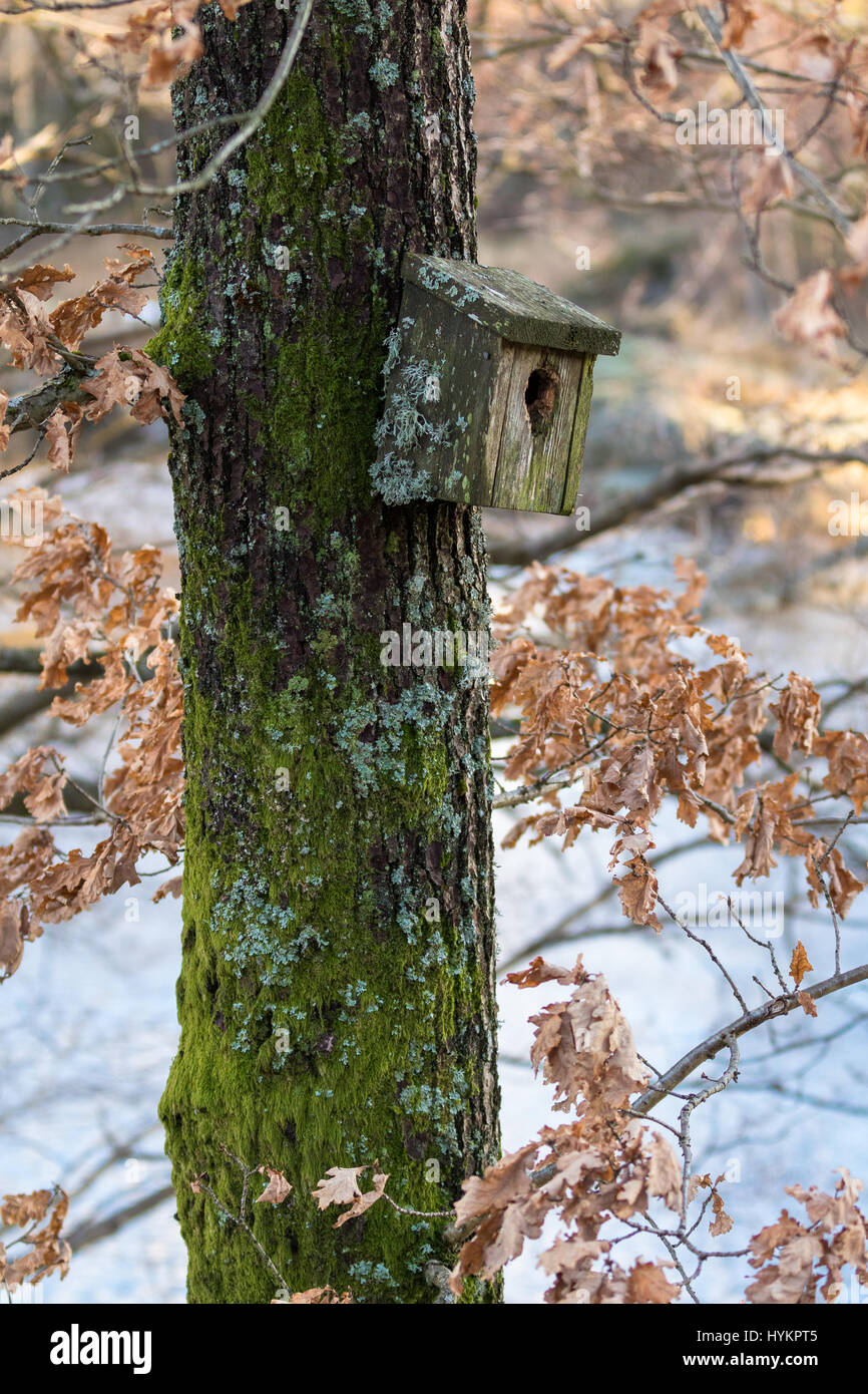 Very old nesting bird box covered in lichen and moss, hanging on a tree ...