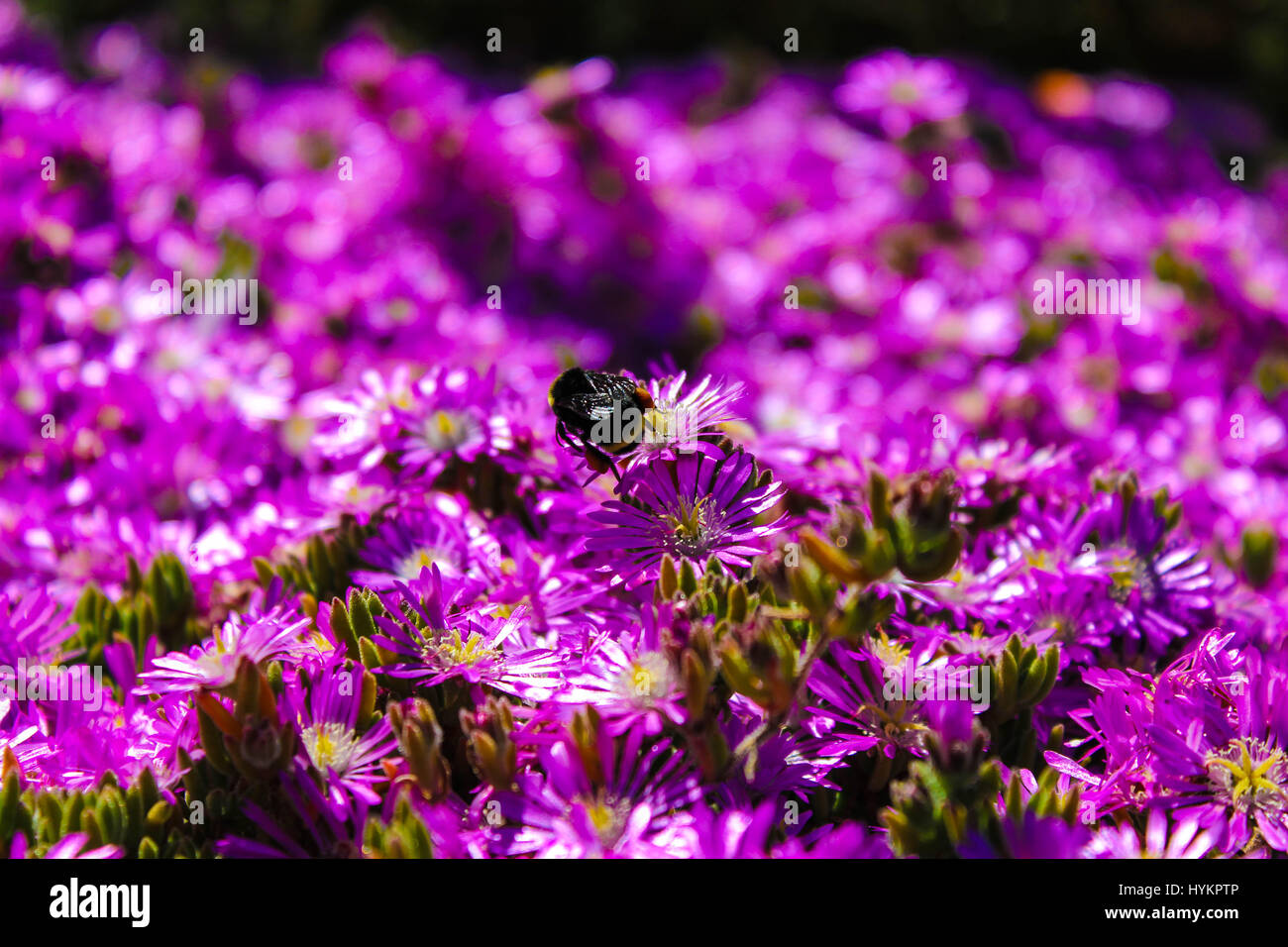 A collection of different flowers that I decided to photograph on my ...