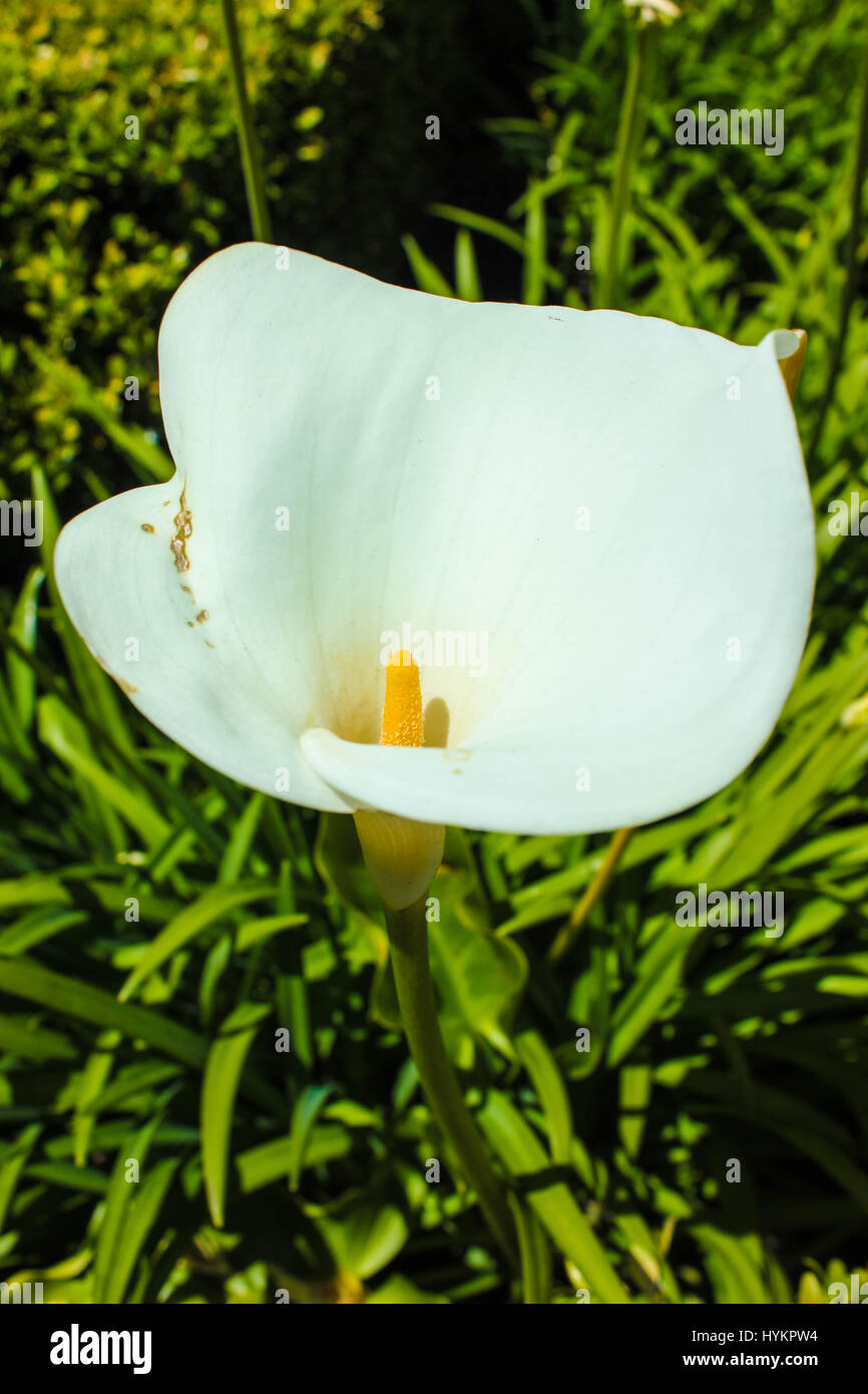 A collection of different flowers that I decided to photograph on my ...