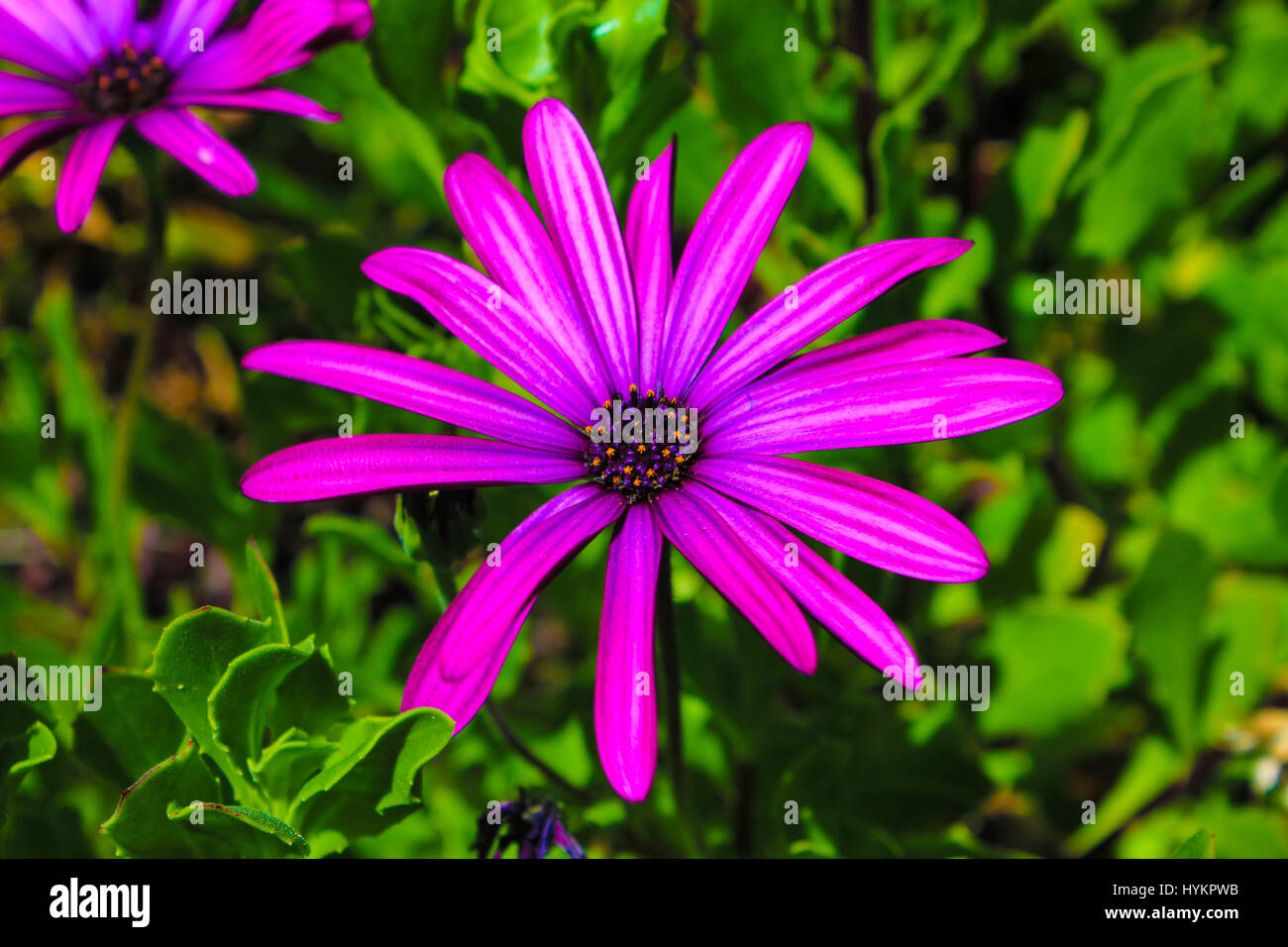 A collection of different flowers that I decided to photograph on my ...
