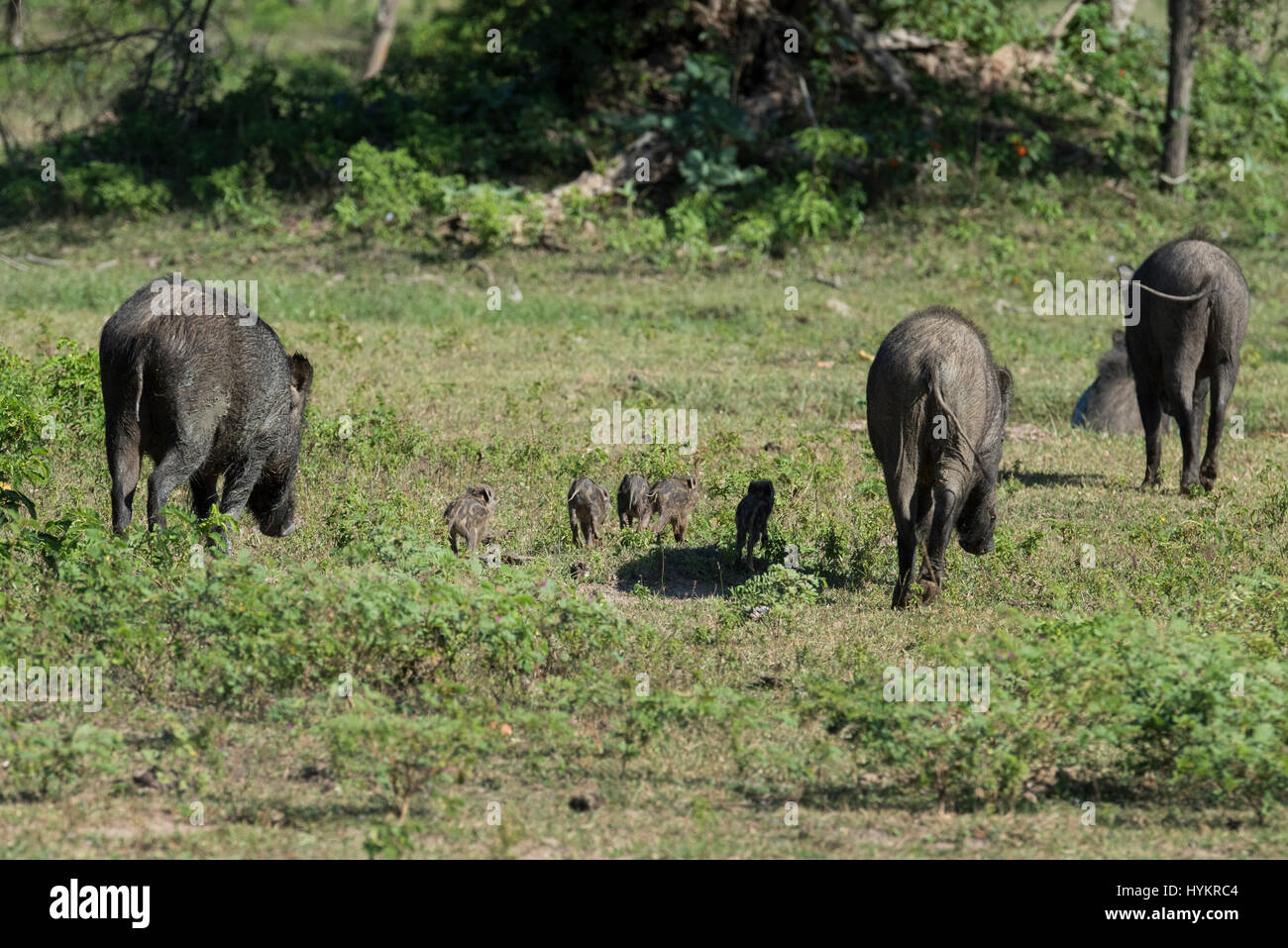 Sri Lanka, Tissamaharama, Yala National Park aka Ruhuna National Park ...