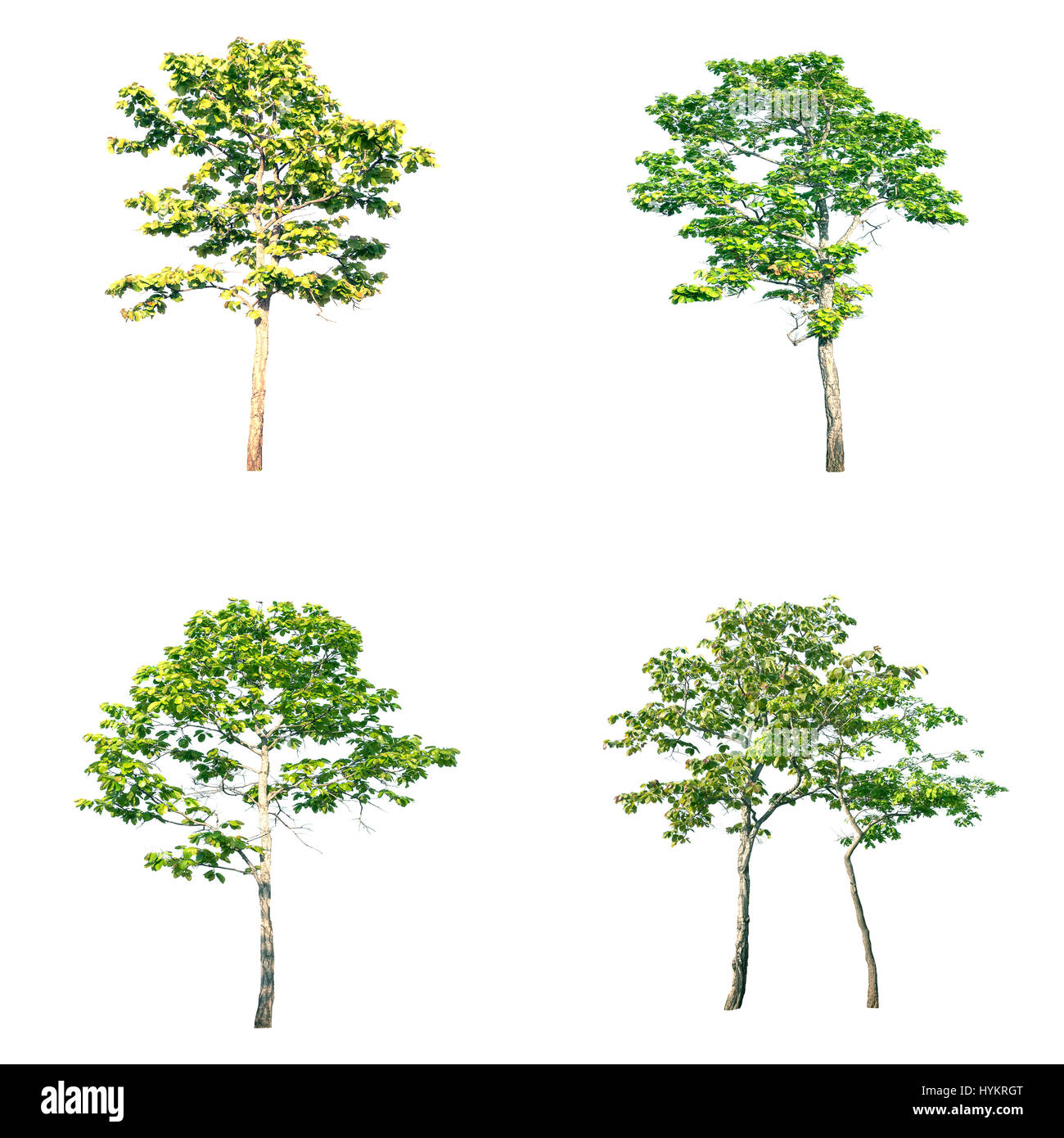 Tree on white background Stock Photo - Alamy