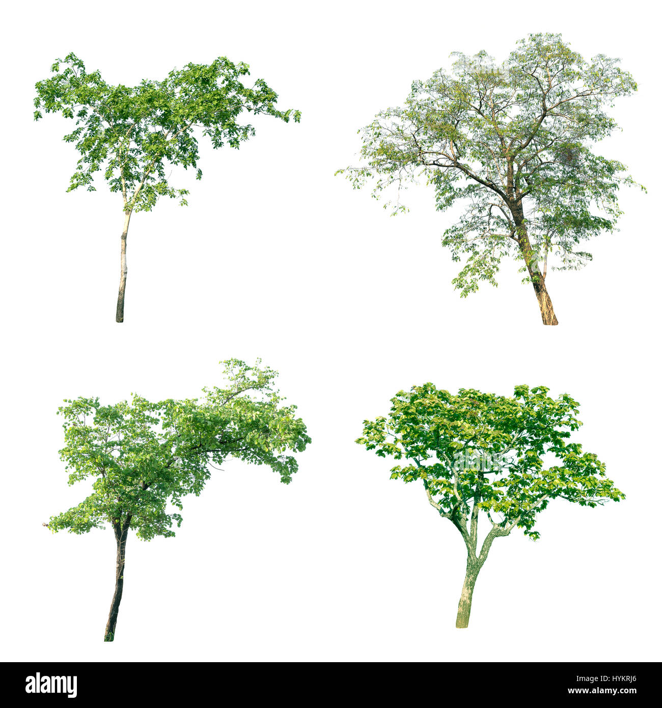 Tree on white background Stock Photo - Alamy