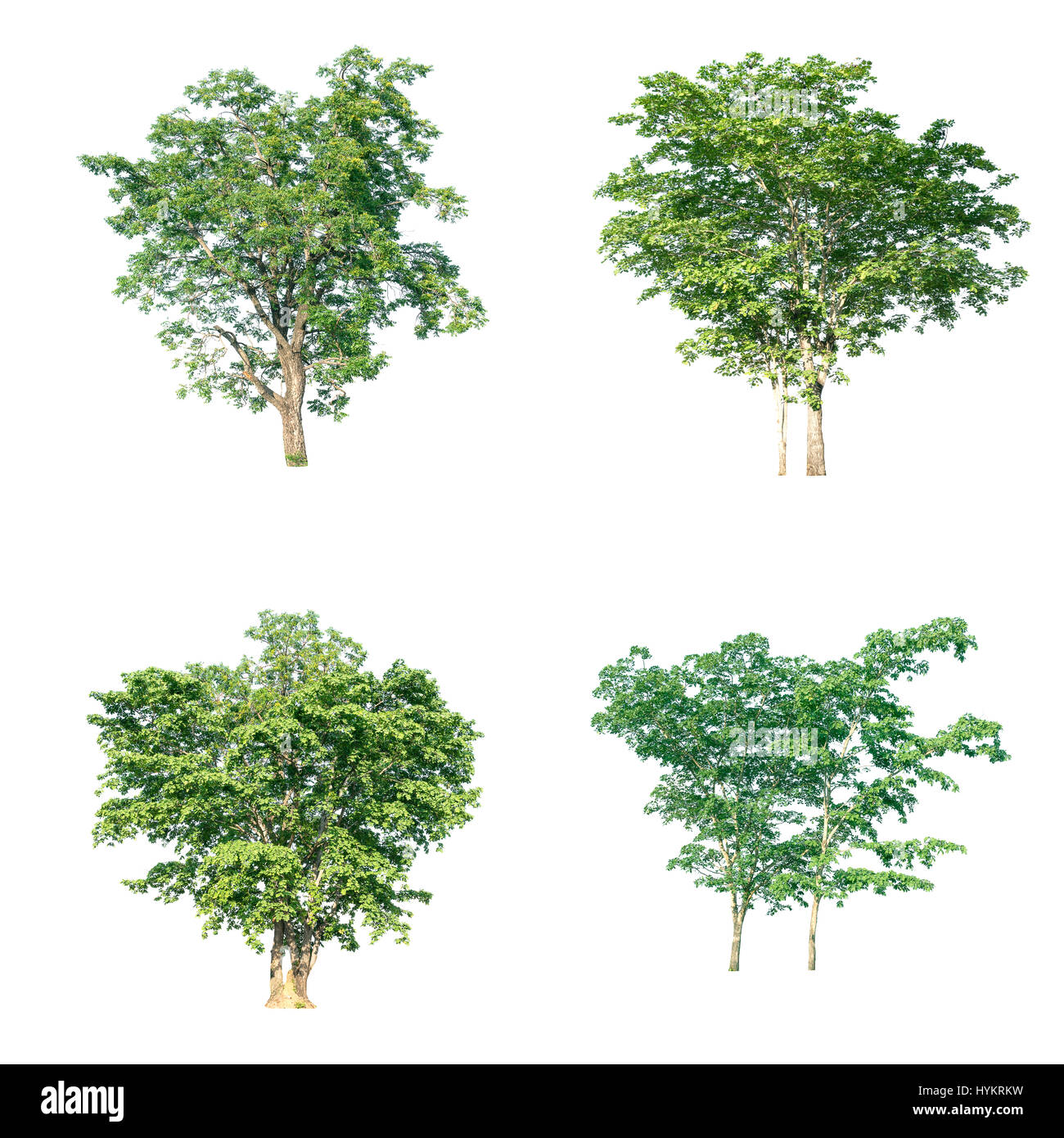 Tree on white background Stock Photo - Alamy