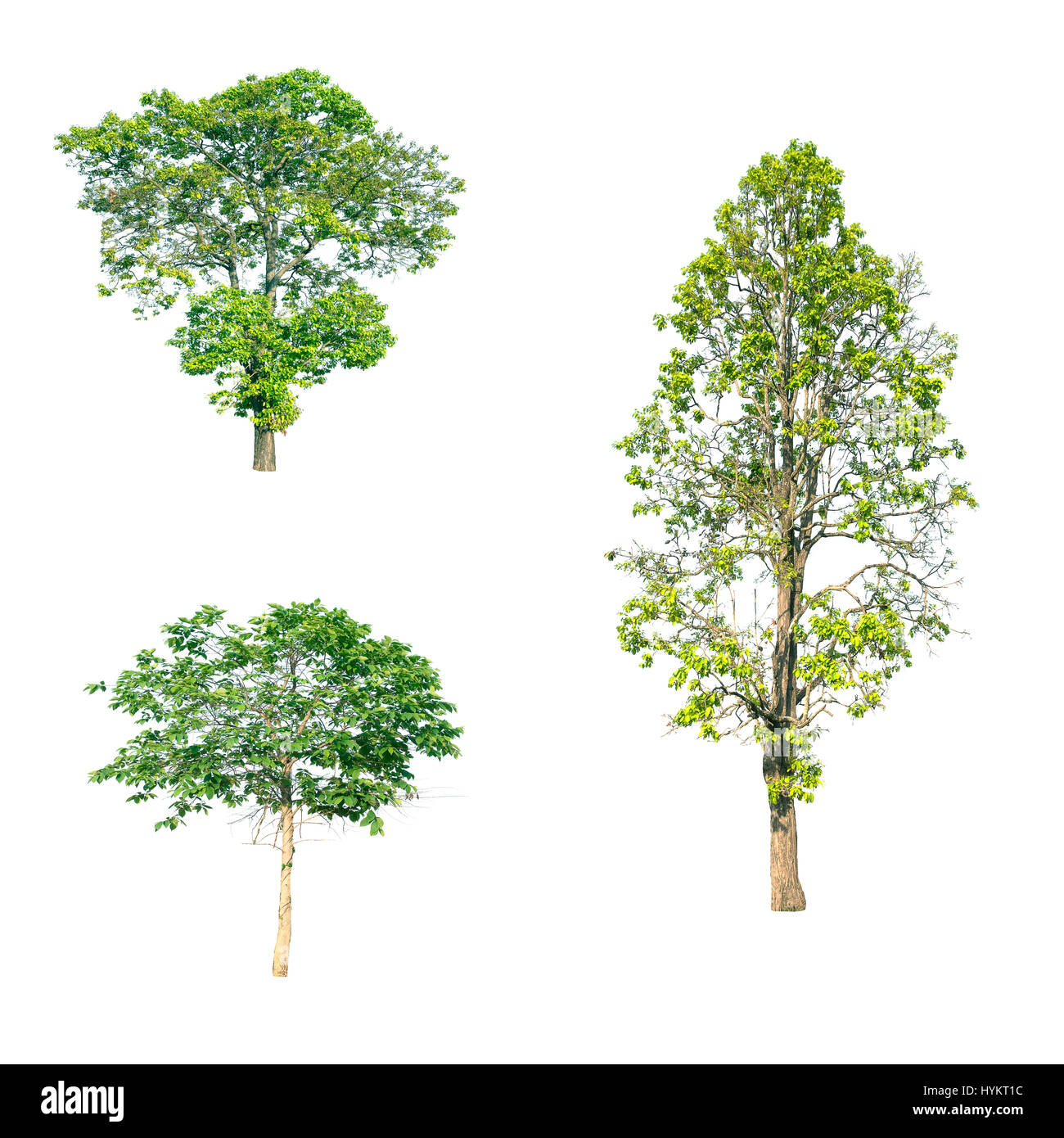 Tree on white background Stock Photo - Alamy